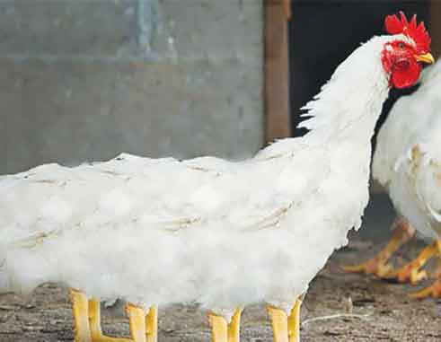 Kfc Genetically Engineered Chicken